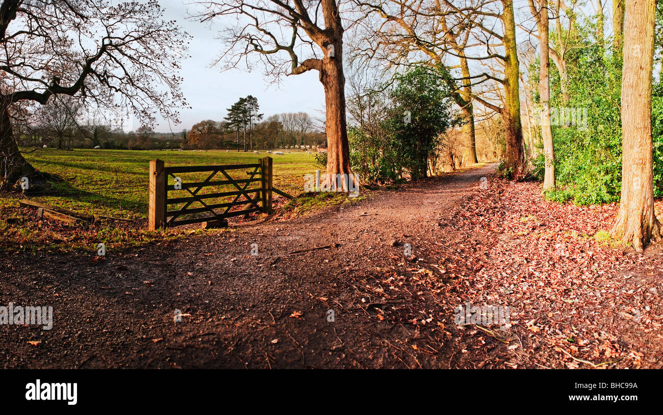 footpath through woodland between trees Stock Photo - Alamy