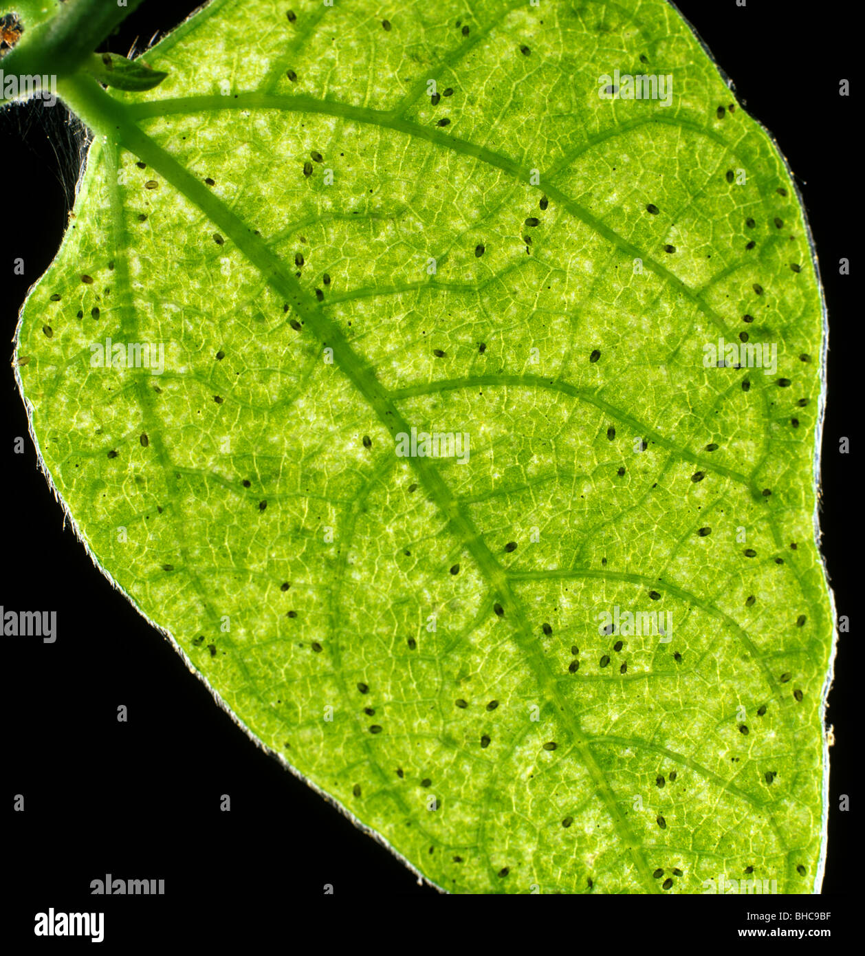 Bean spider mites hi-res stock photography and images - Alamy