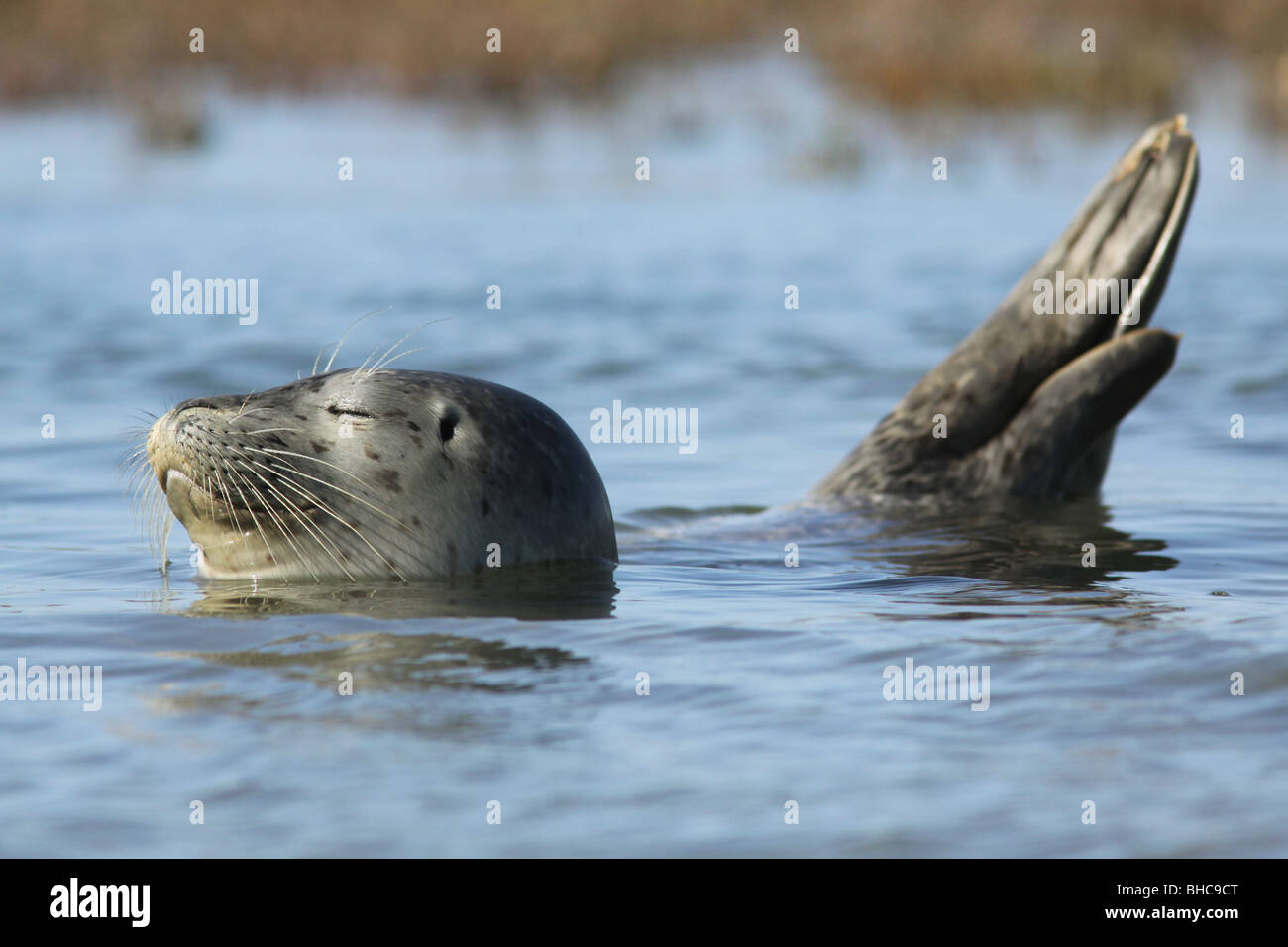 Harbor seal hi-res stock photography and images - Alamy
