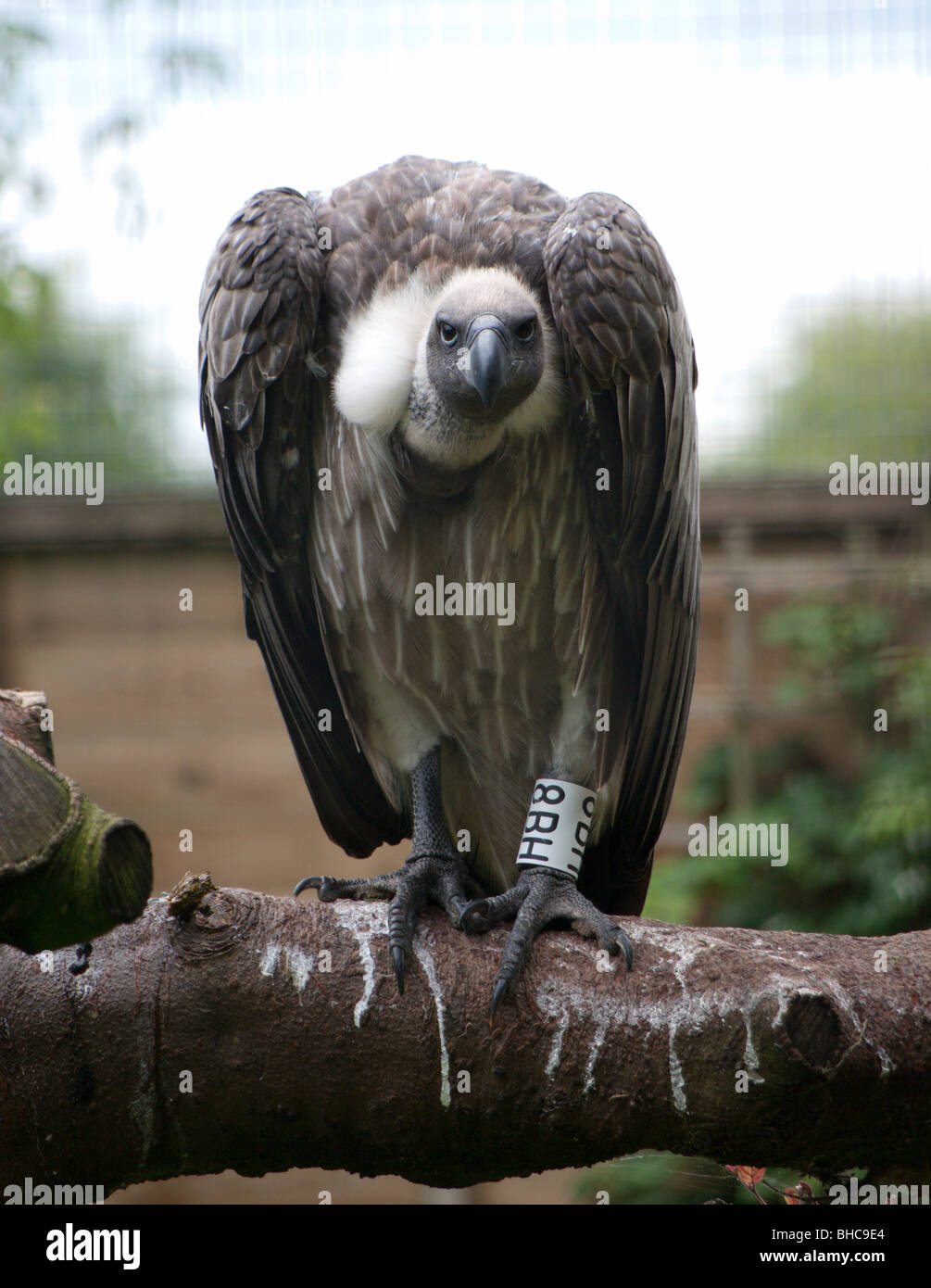 vulture on perch in captivity stares at onl0okers Stock Photo - Alamy