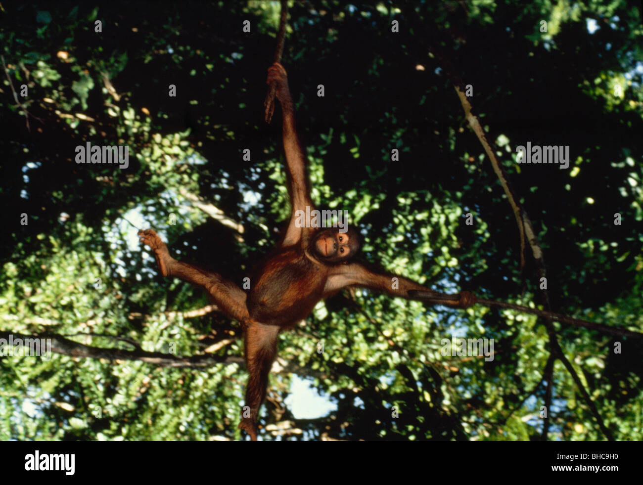 Orangutan in the Sumatran rainforest Stock Photo - Alamy