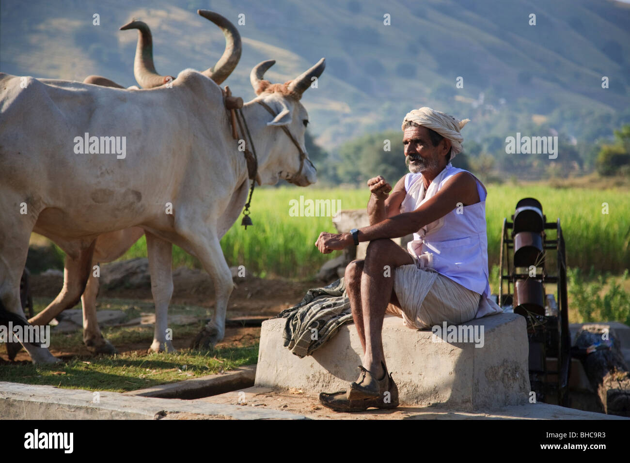 Indian farmer and his livestock irrigating his fields, Rajasthan, India ...