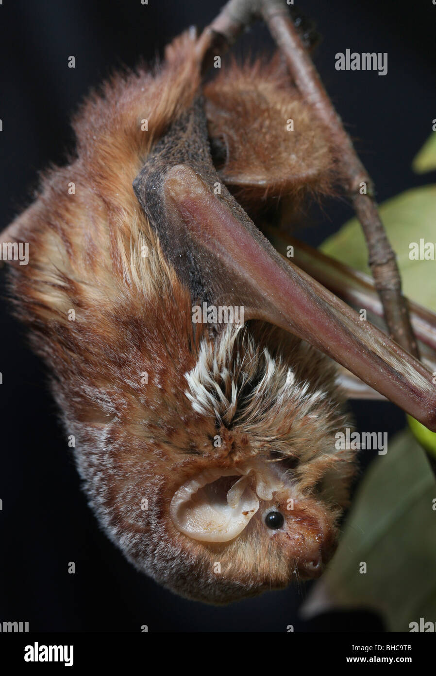 Bat roosting hi-res stock photography and images - Alamy