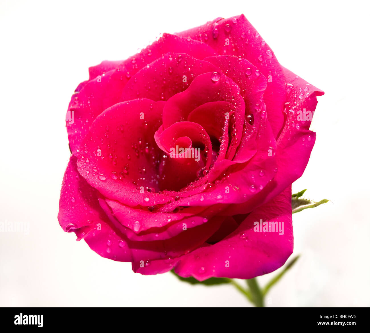 Portrait of a Rose head Stock Photo - Alamy