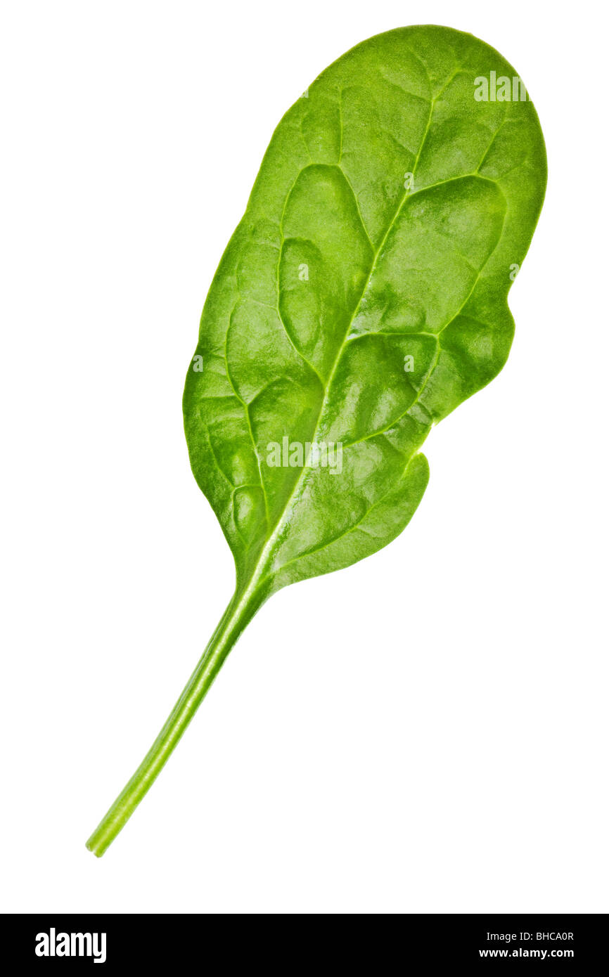 spinach leaf isolated on a pure white background Stock Photo - Alamy