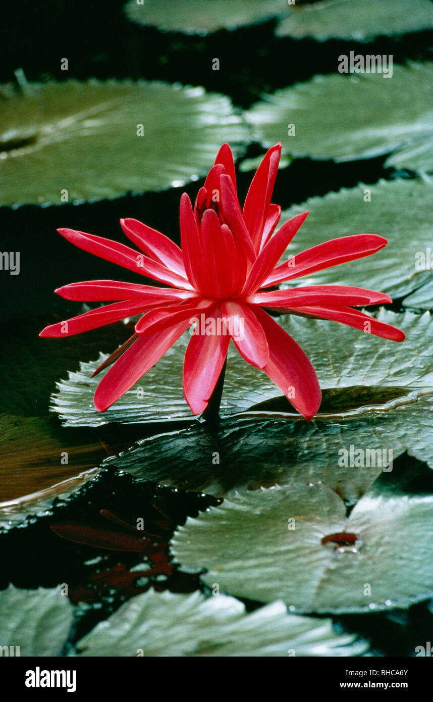 Nymphaeceae hi-res stock photography and images - Alamy