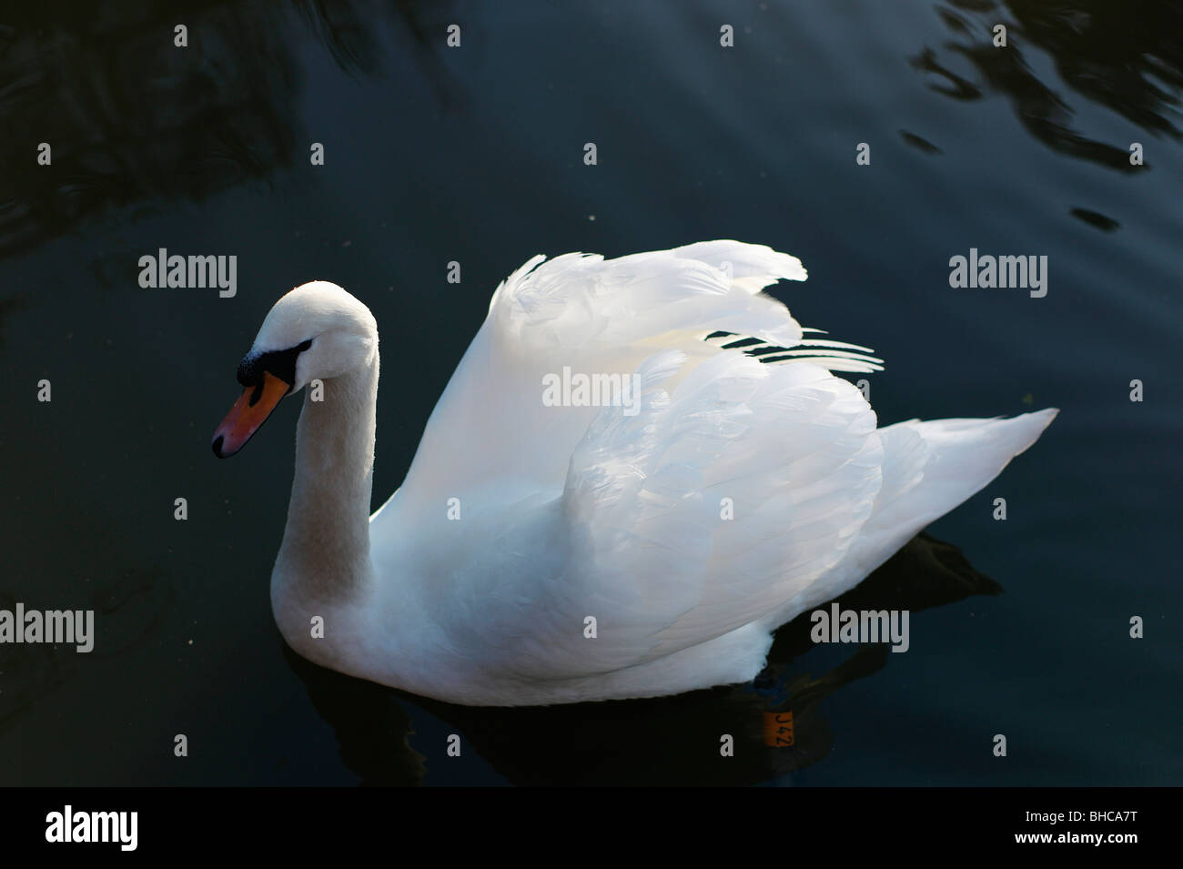 a swan swimming on water Stock Photo - Alamy
