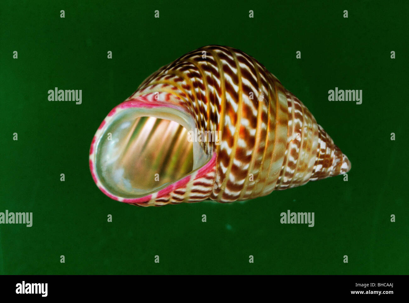 Trochus ochroleucus, the unique gastropod with highly reflective mother ...