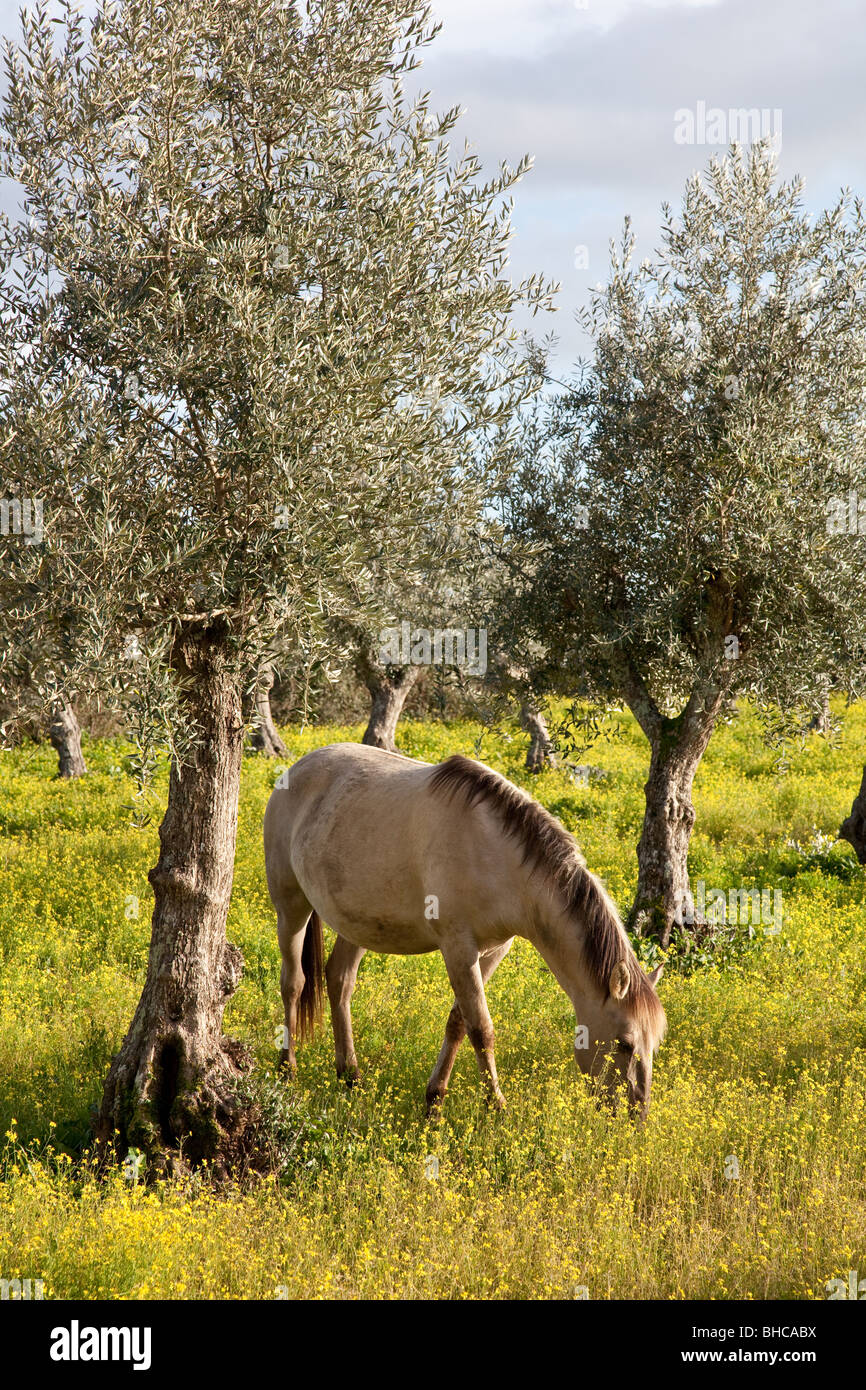 Purebred pregnant mare from the Alter Real bred - Lusitano Horse ...