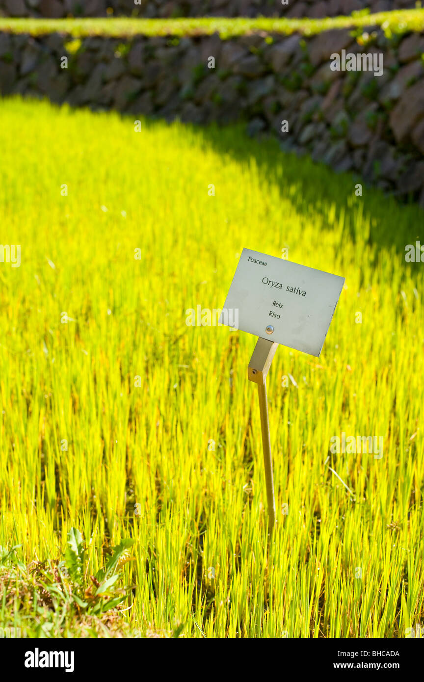 Rice field vertical hi-res stock photography and images - Alamy