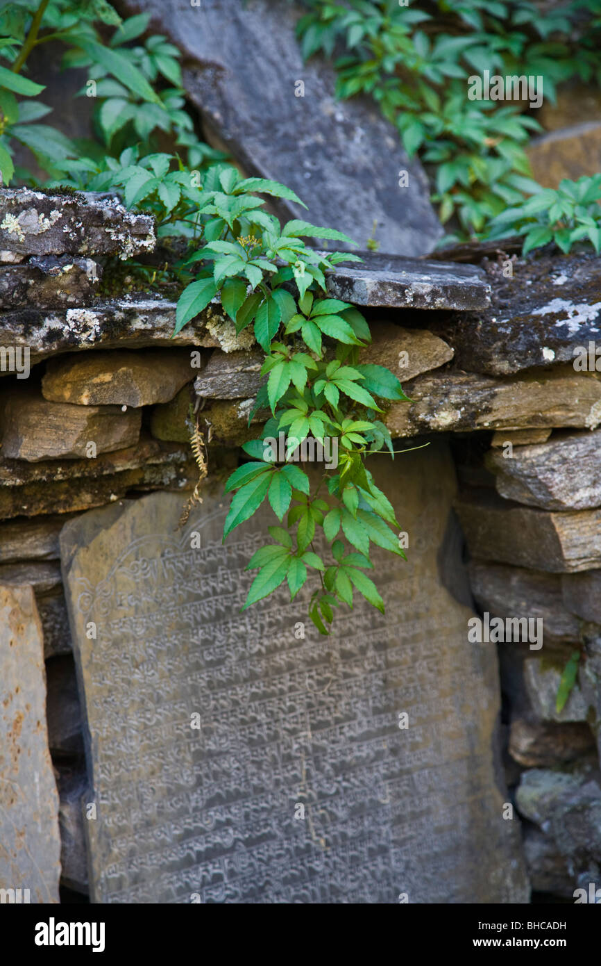 TIBETAN BUDDHIST SCRIPTURE is carved into a MANI STONE in the NUPRI ...