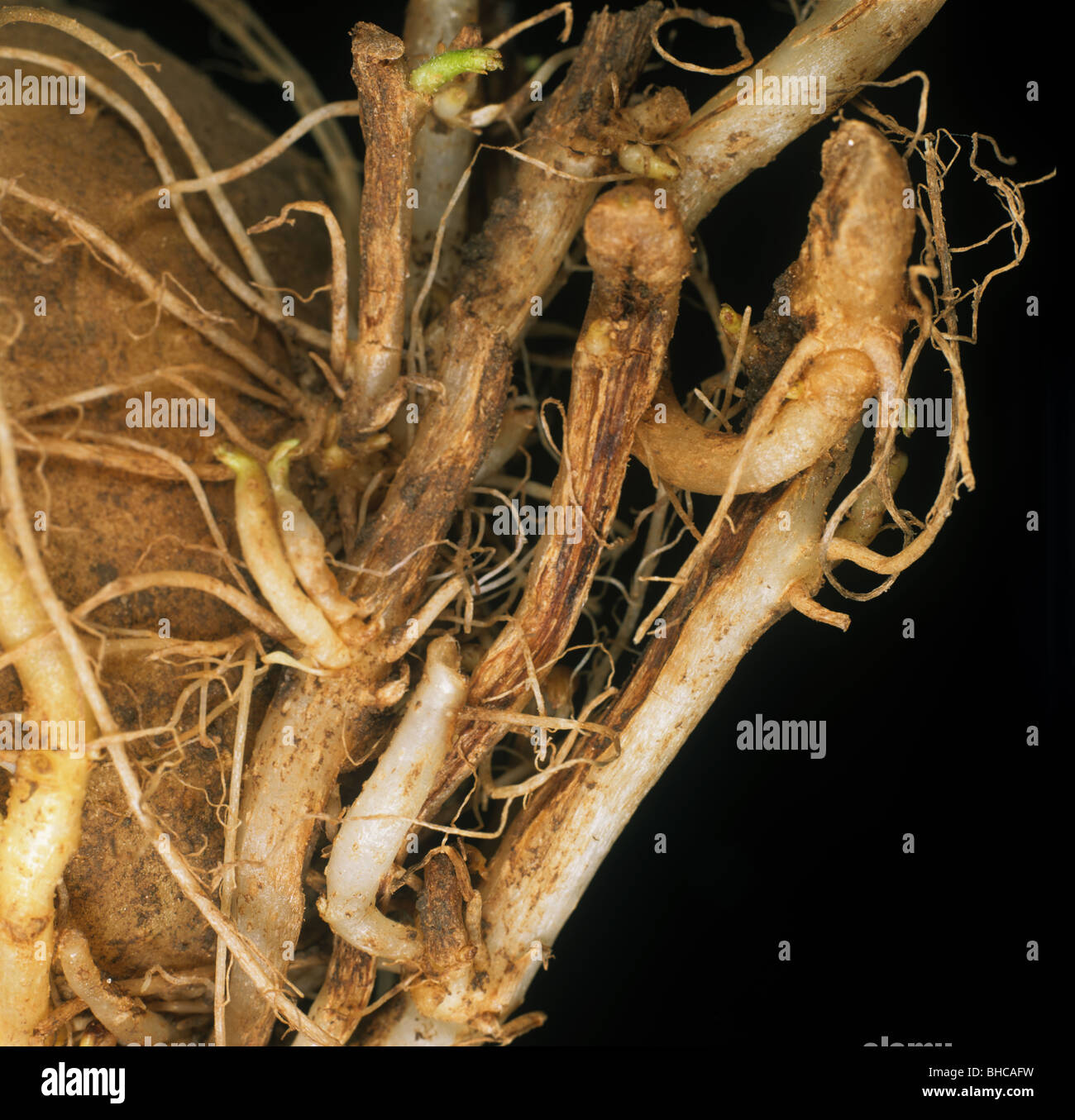 Symphylid or symphylan (Scutigerella immaculata) damage to potato stem ...