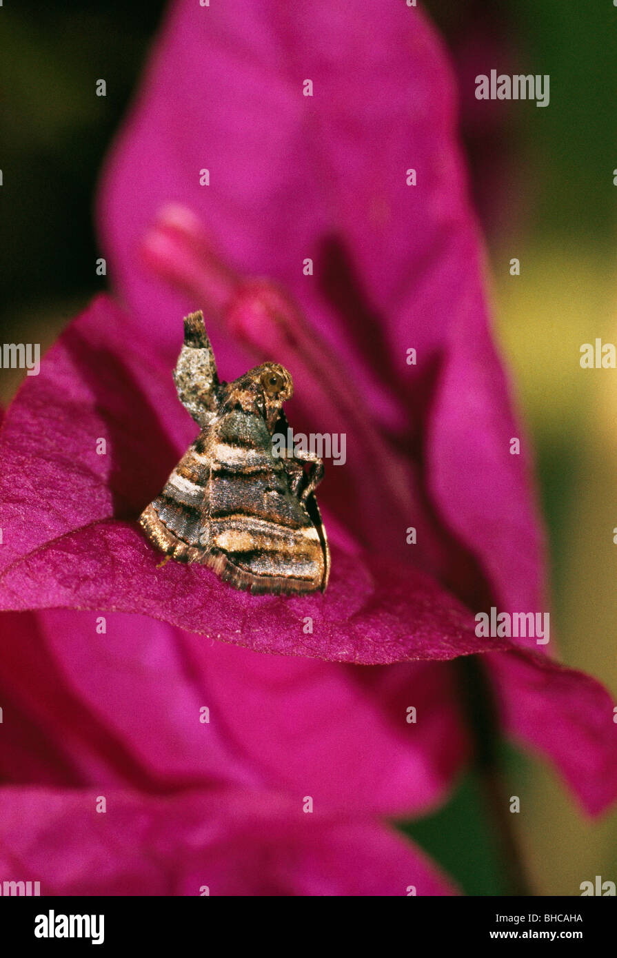 Pyralidae Moth, appearing to dance with flailing wings Stock Photo - Alamy