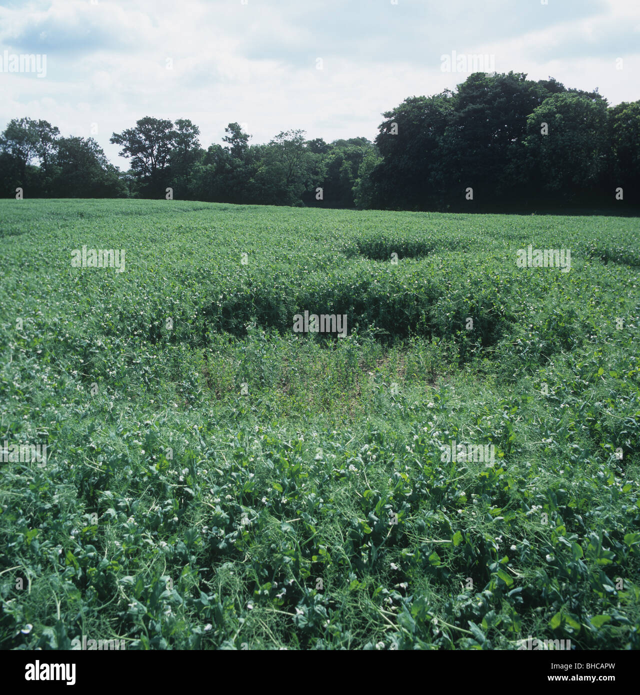 Stubby root nematode (Trichodorus spp) damage to a pea crop Stock Photo ...