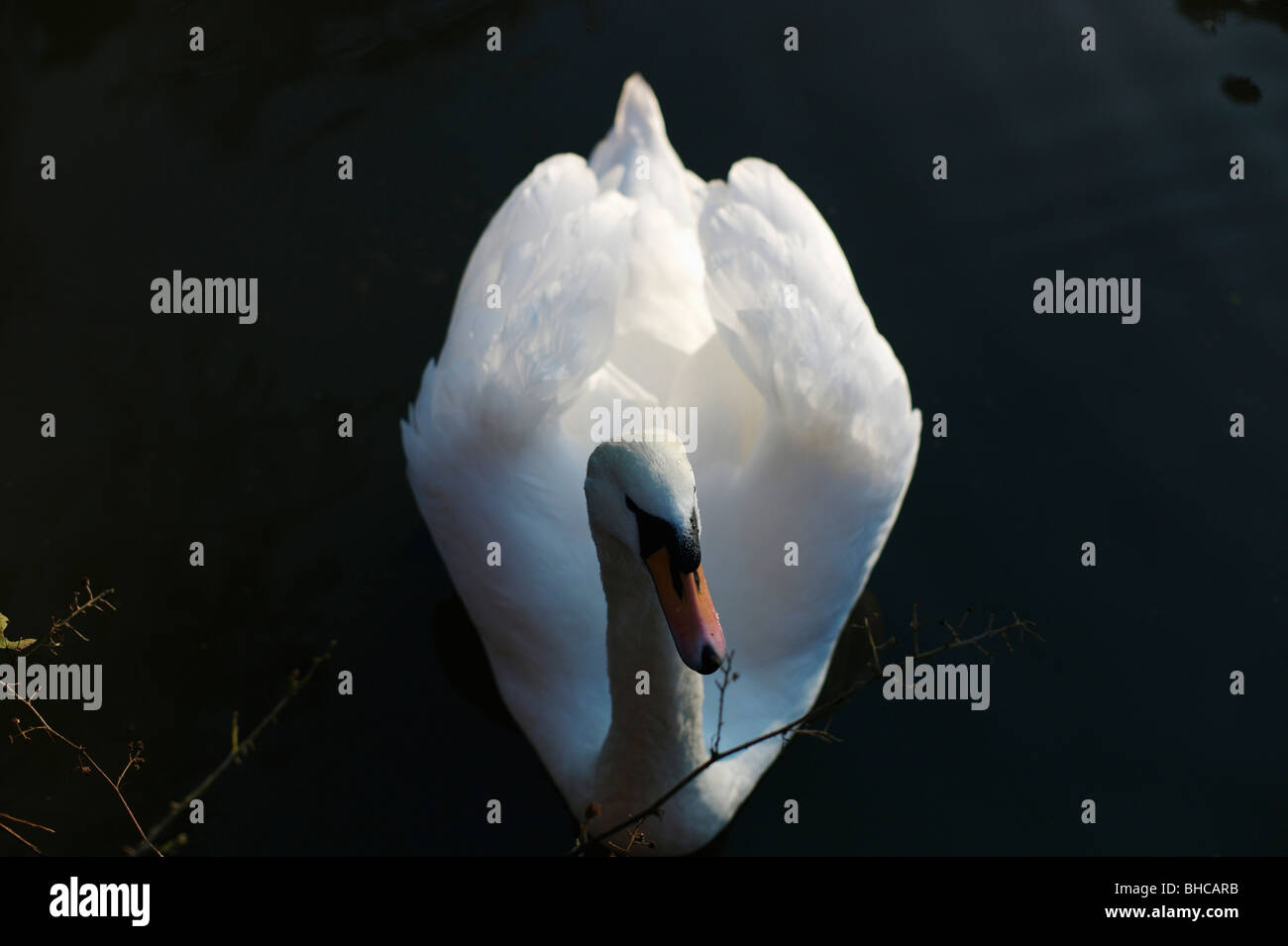 a swan swimming on water Stock Photo - Alamy