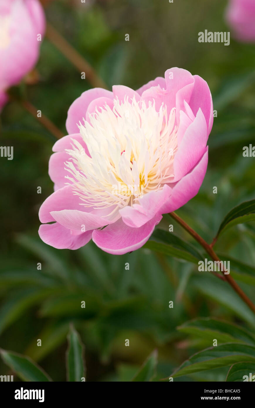 Peony hi-res stock photography and images - Alamy