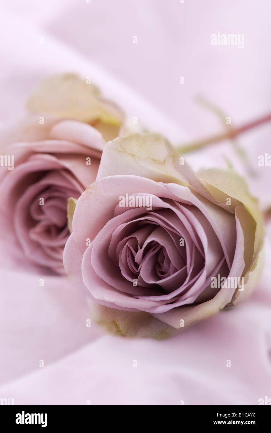 TWO ROSA AMNESIA ROSES ON PINK BACKGROUND Stock Photo - Alamy