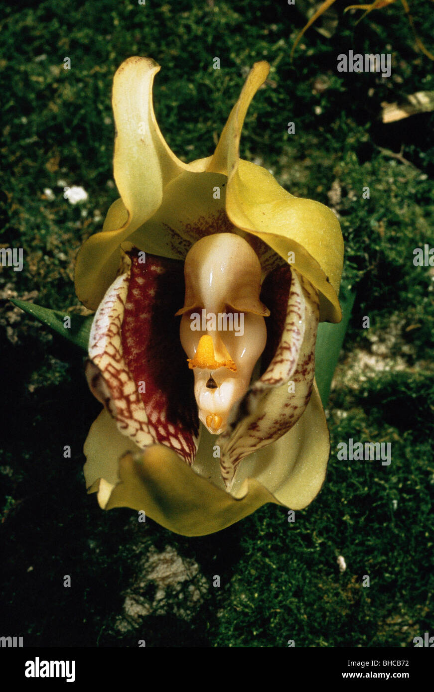 Angulosa Orchid resembling a skull Stock Photo - Alamy