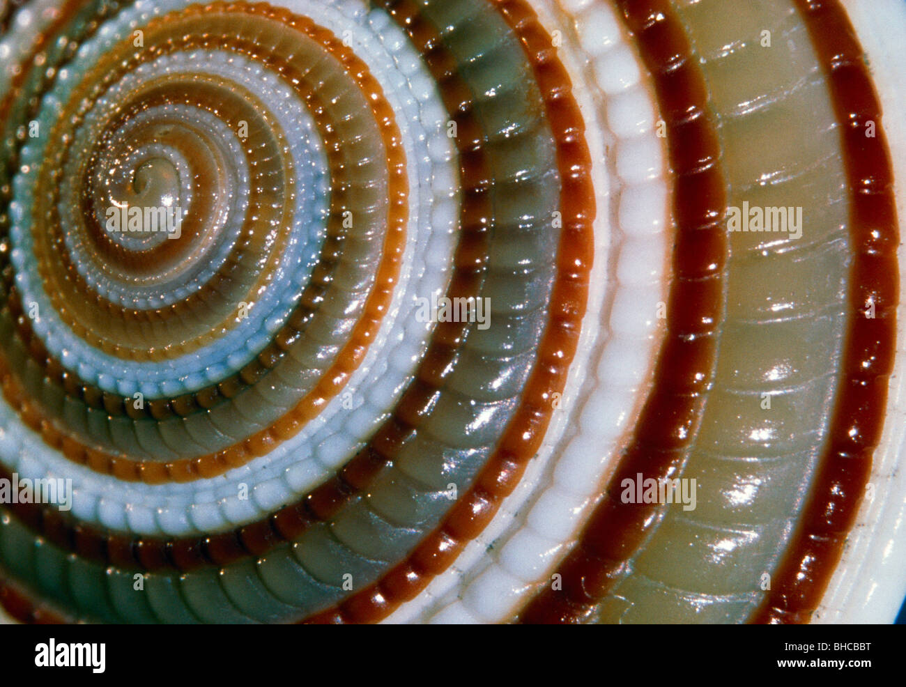Close up snail shell Stock Photo - Alamy
