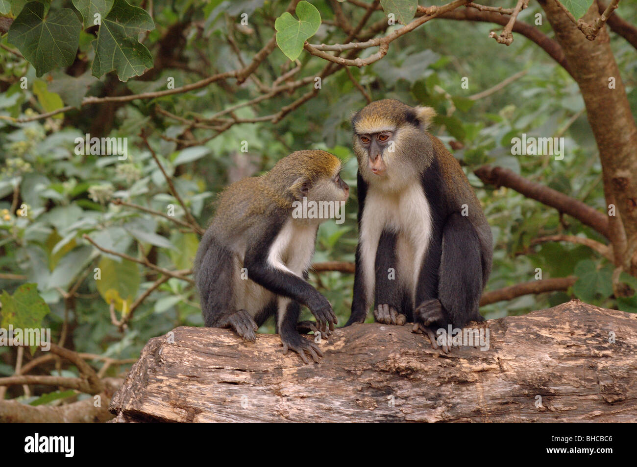 Campbell's mona monkeys (Cercopithecus mona campbelli) in rainforest ...