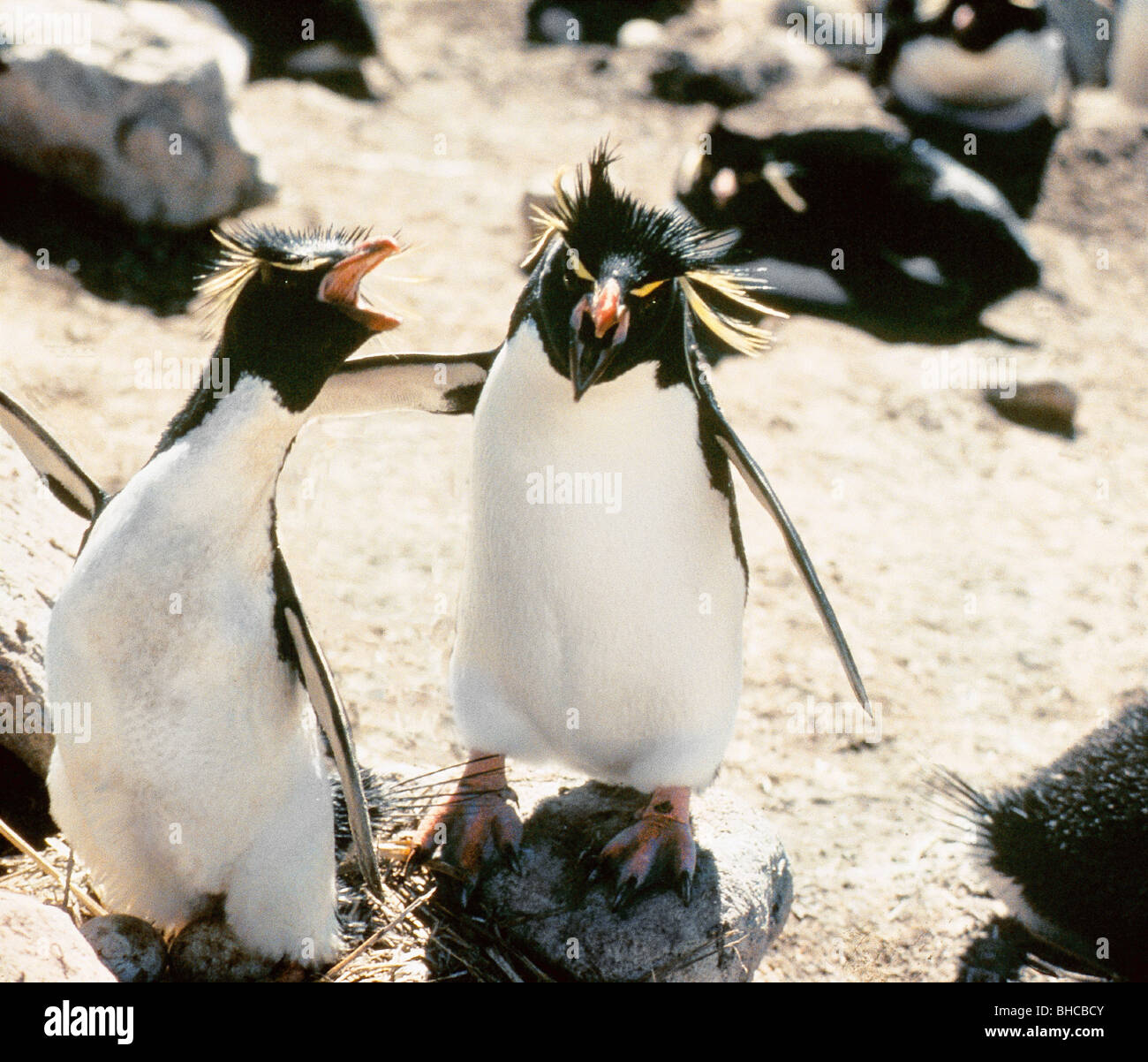 Eudyptes crestatus, Rockhopper Penguins. On return, they recognize ...