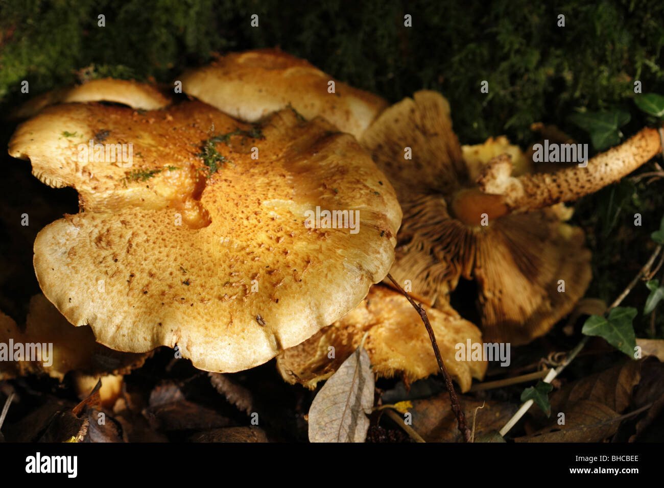 Honey, or boot-lace, fungus Stock Photo - Alamy