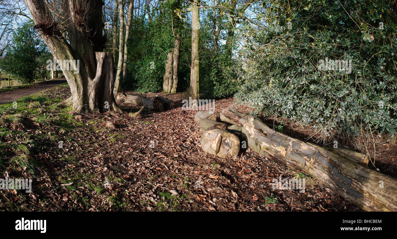cut logs in forest firewood timber forestry Stock Photo - Alamy