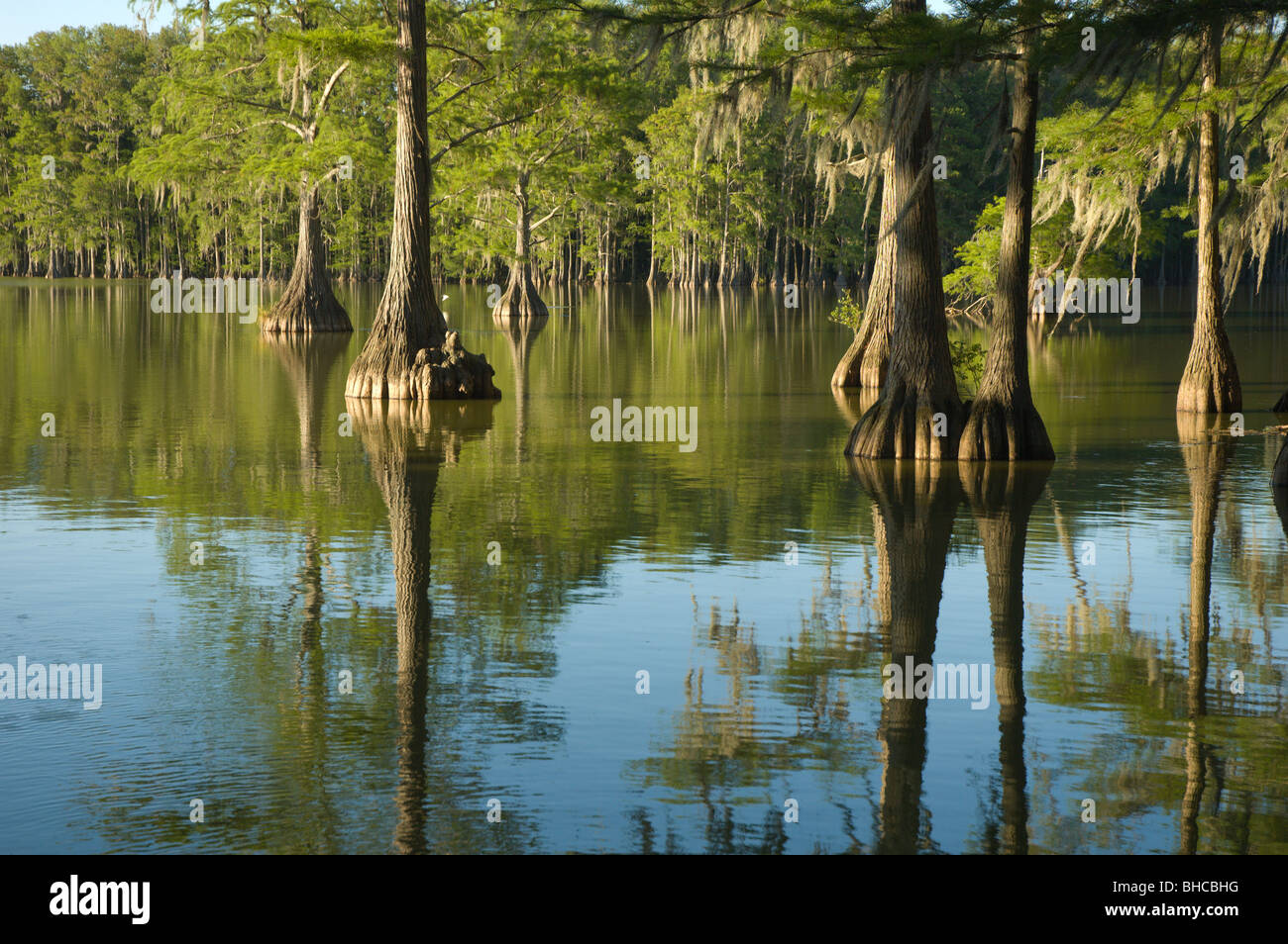 Cypresses reflections in lake munson hi-res stock photography and ...