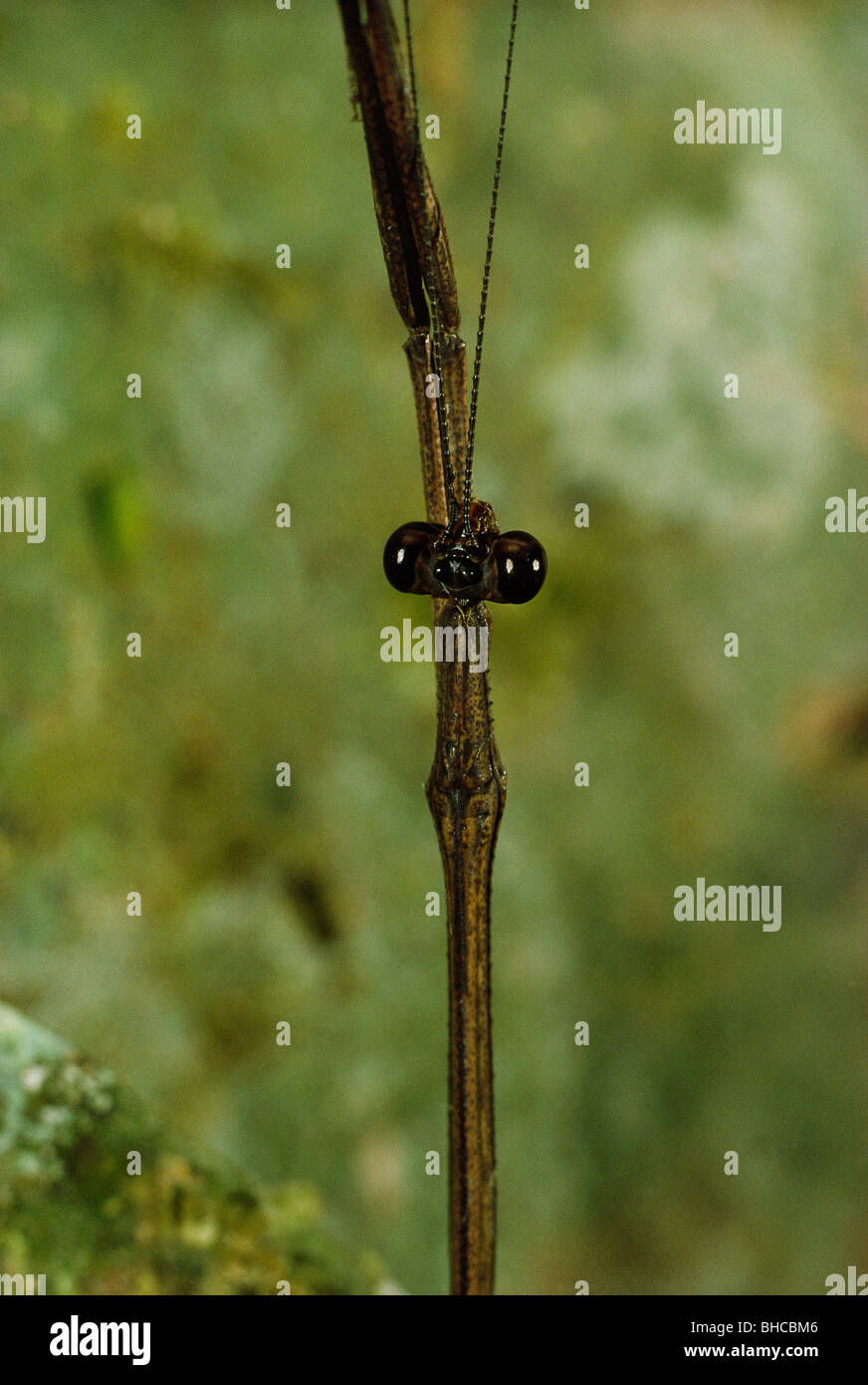 Orthoptera: Preying mantids. Ability to rotate eyes 90° enables it to ...