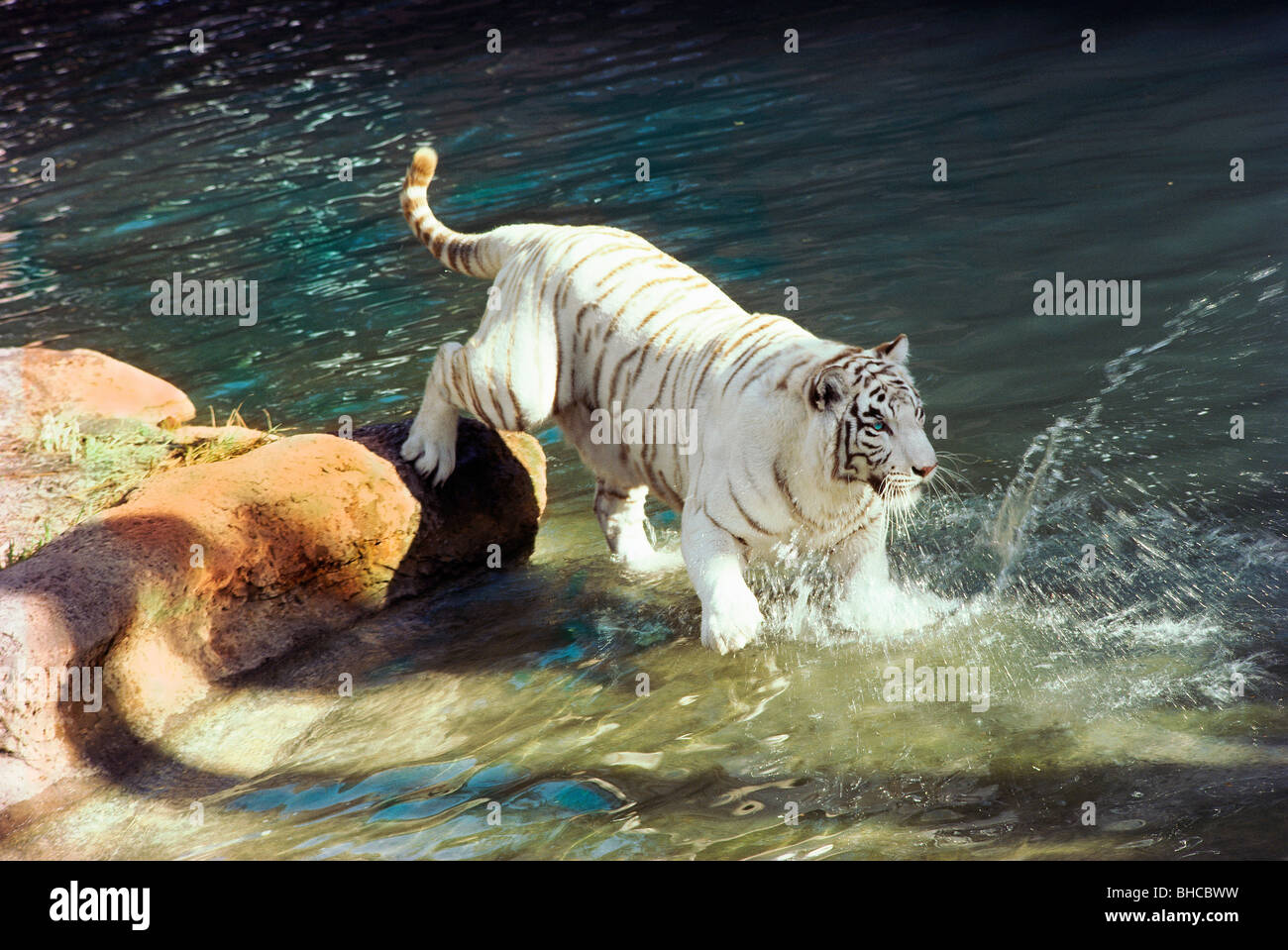 Panthera tigris. White tiger. Scaring deer out of the water to hunt ...