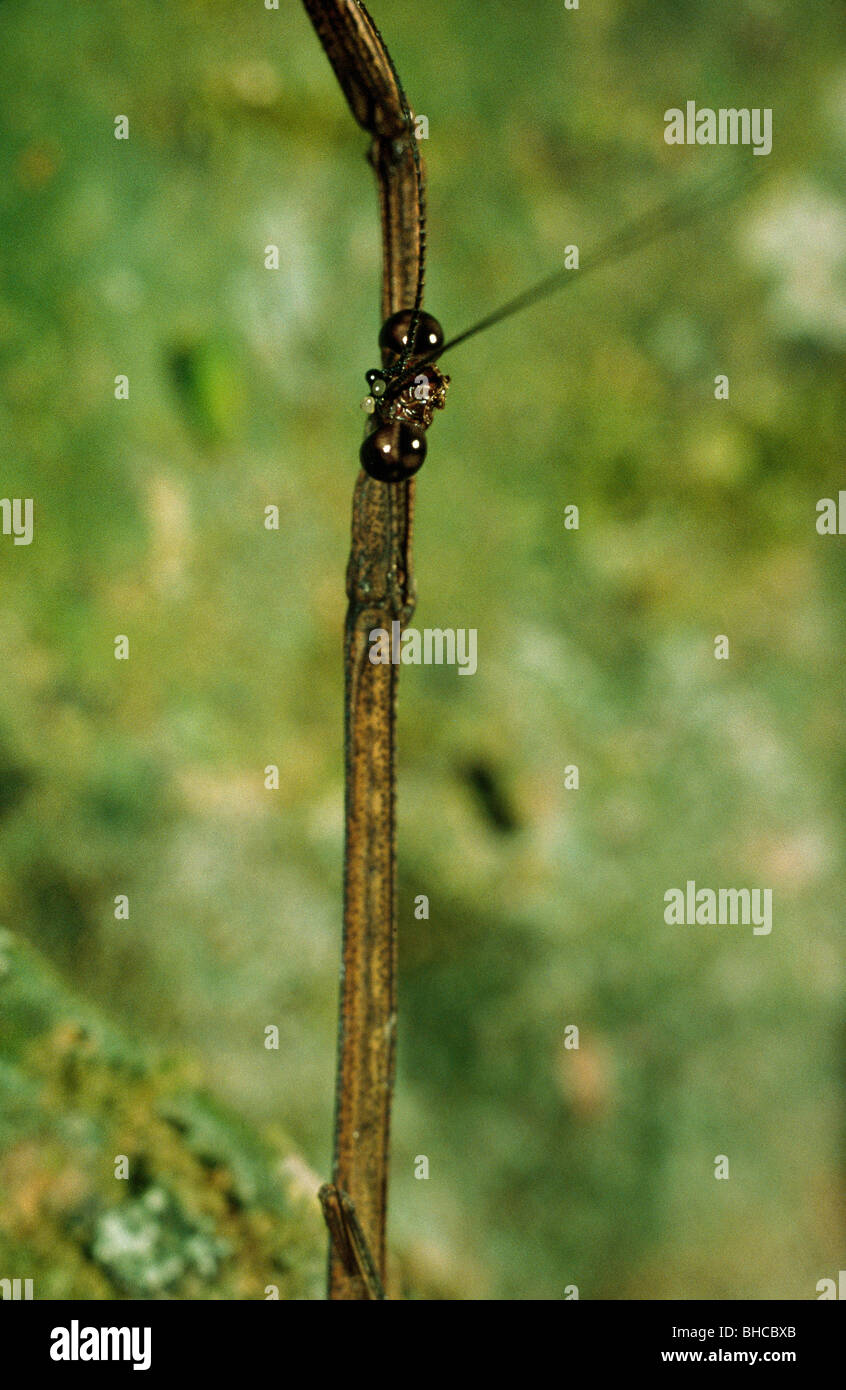 Orthoptera: Preying mantids. Ability to rotate eyes 90° enables it to ...