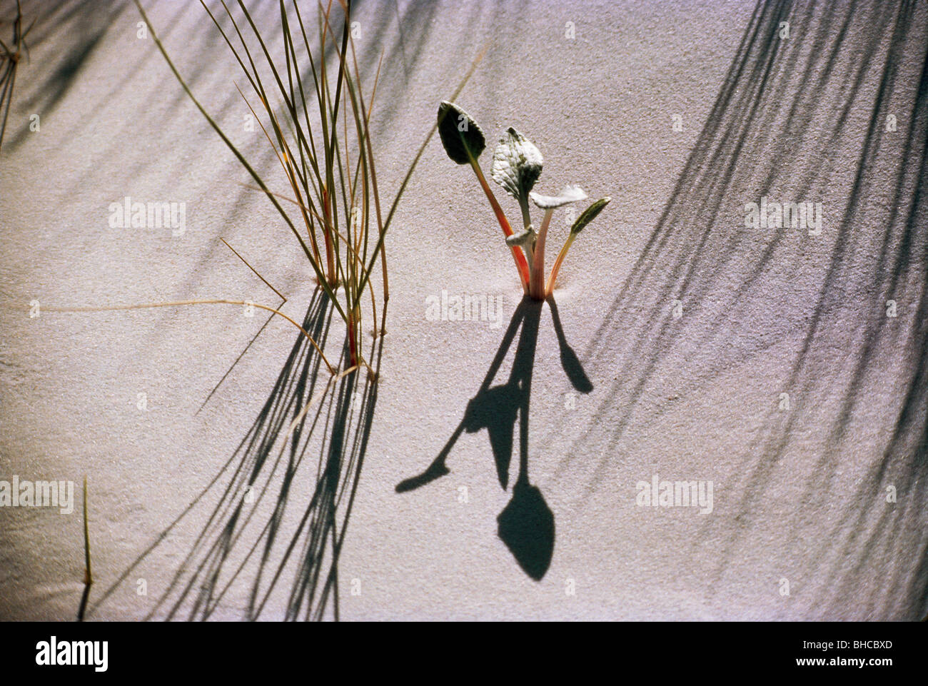 Setting sun creates this 3-dimensional shadow on the beach Stock Photo ...
