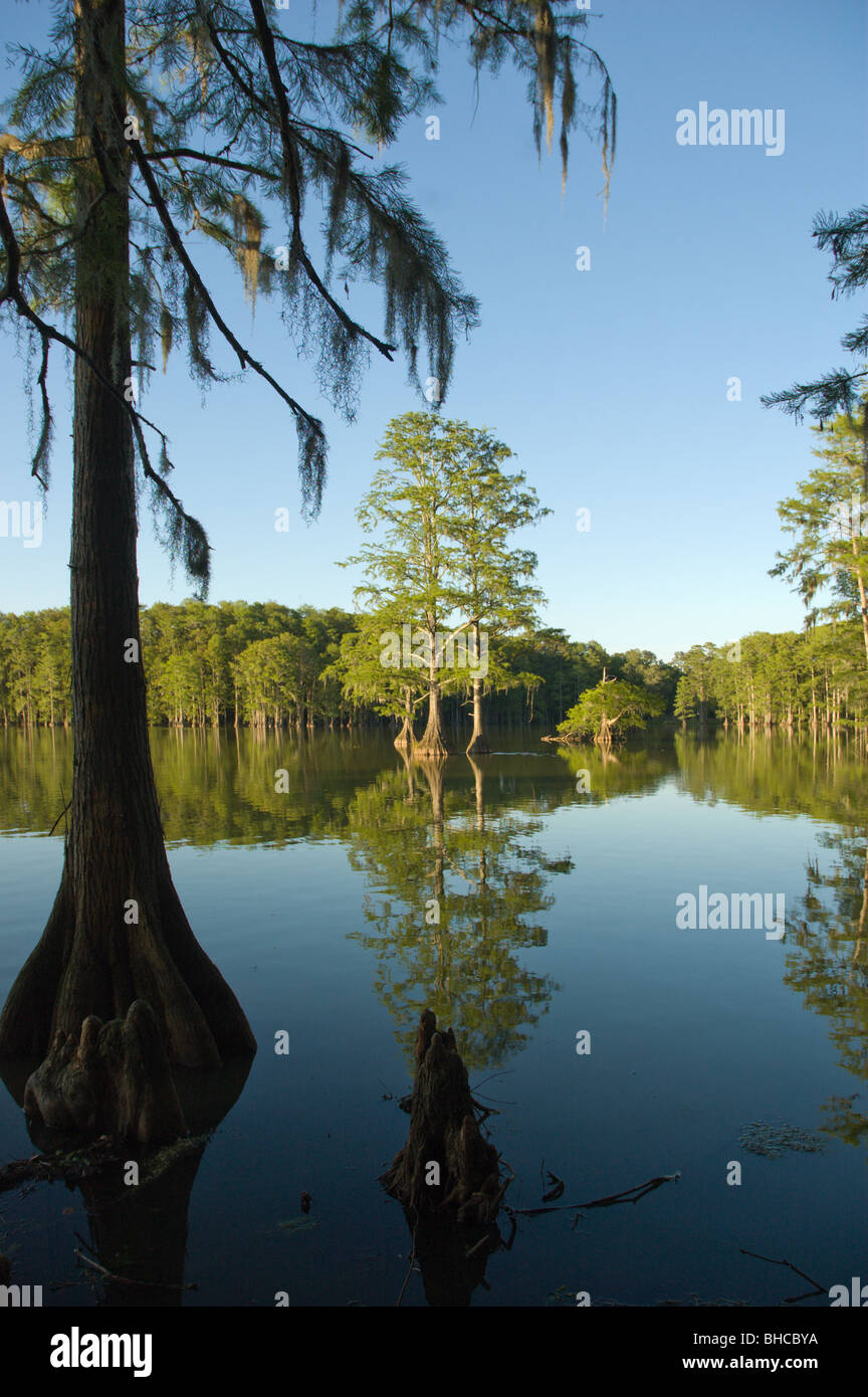 Cypresses and reflections in Lake Munson, Florida Stock Photo - Alamy