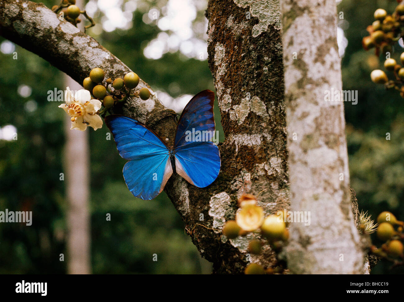 Morphidae hi-res stock photography and images - Alamy