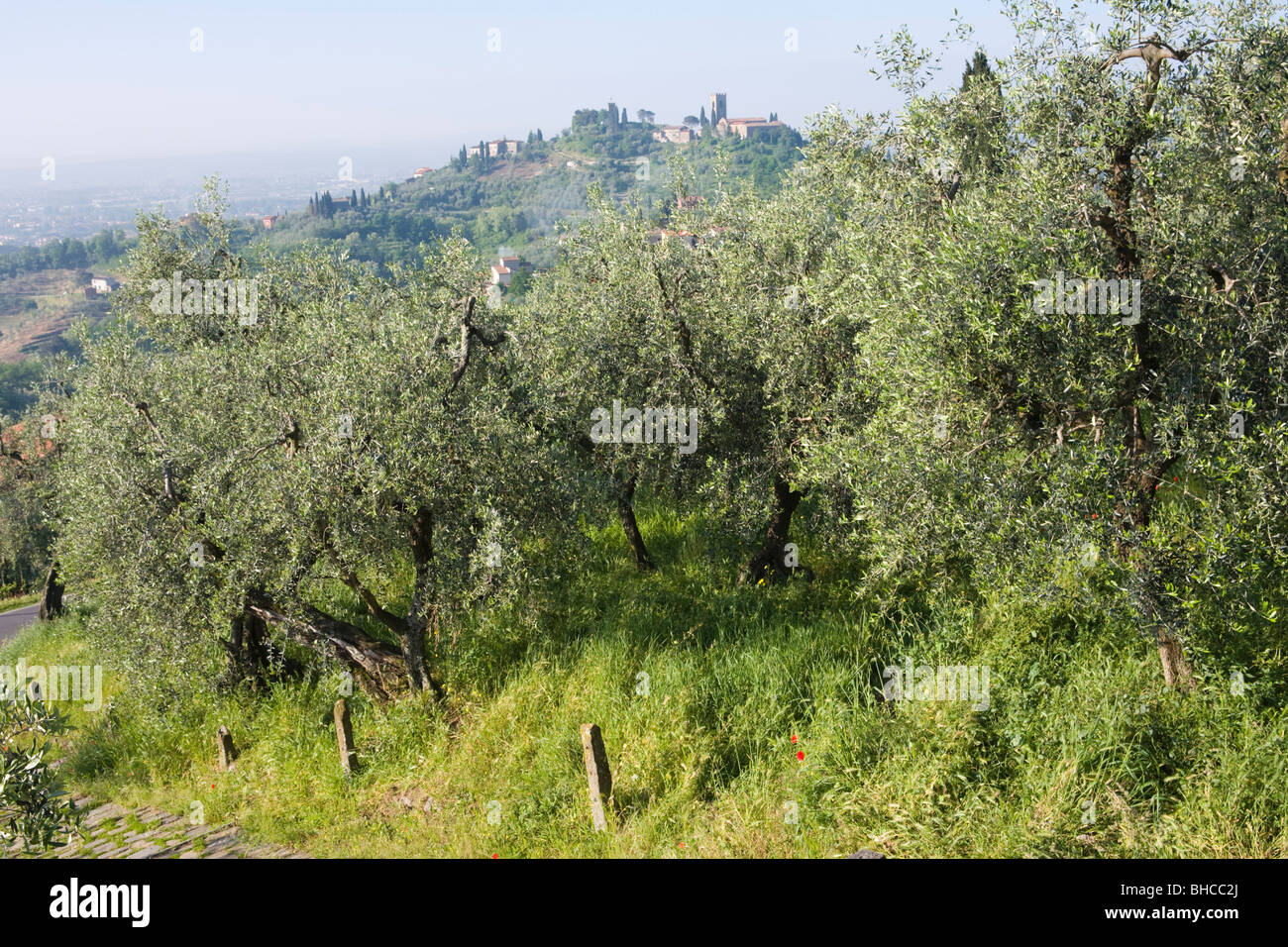 Toscana olive groves hi-res stock photography and images - Alamy