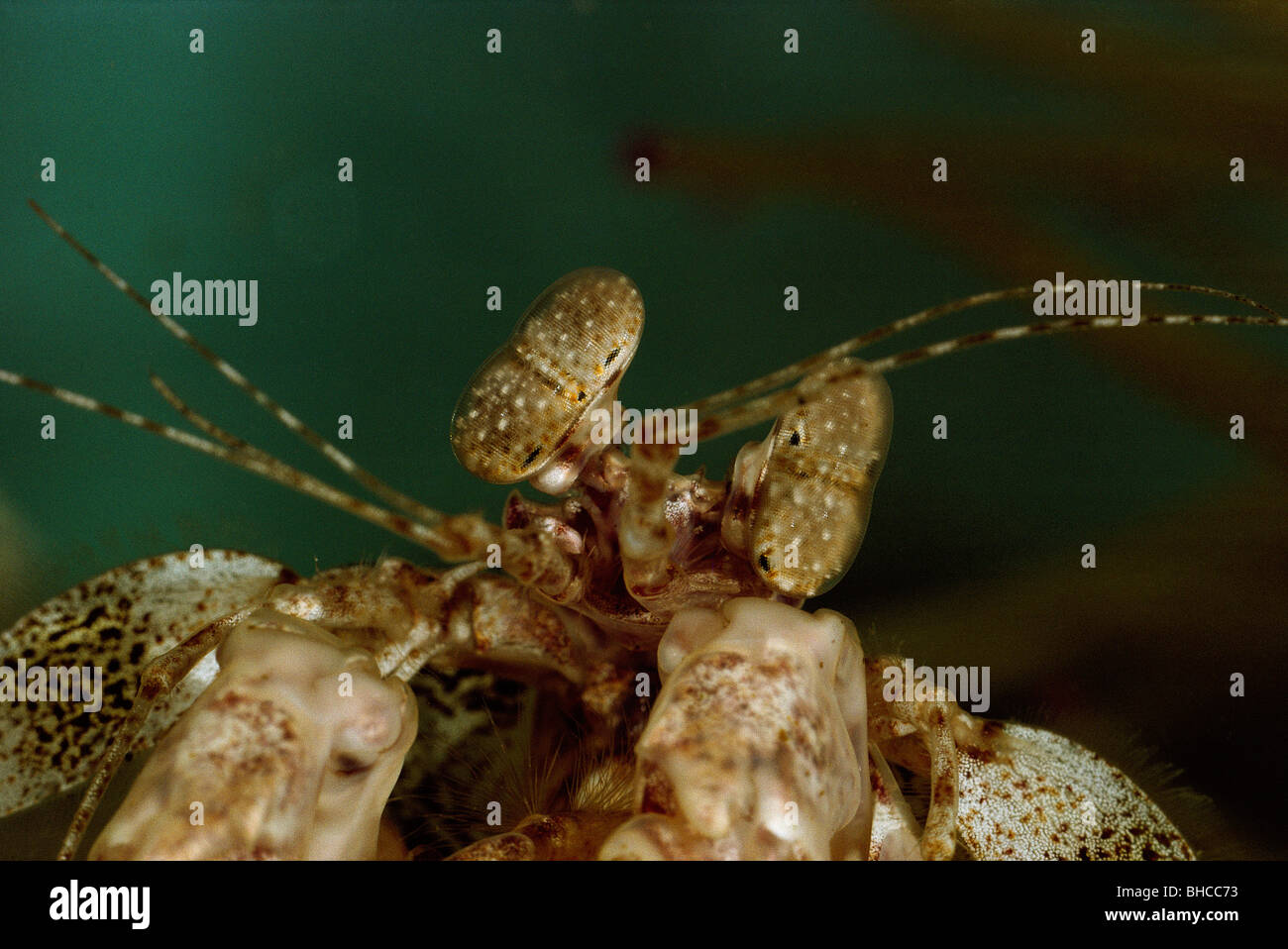 Stomatopoda: Alpheus armillatus, Banded Snapping Shrimp with unique ...