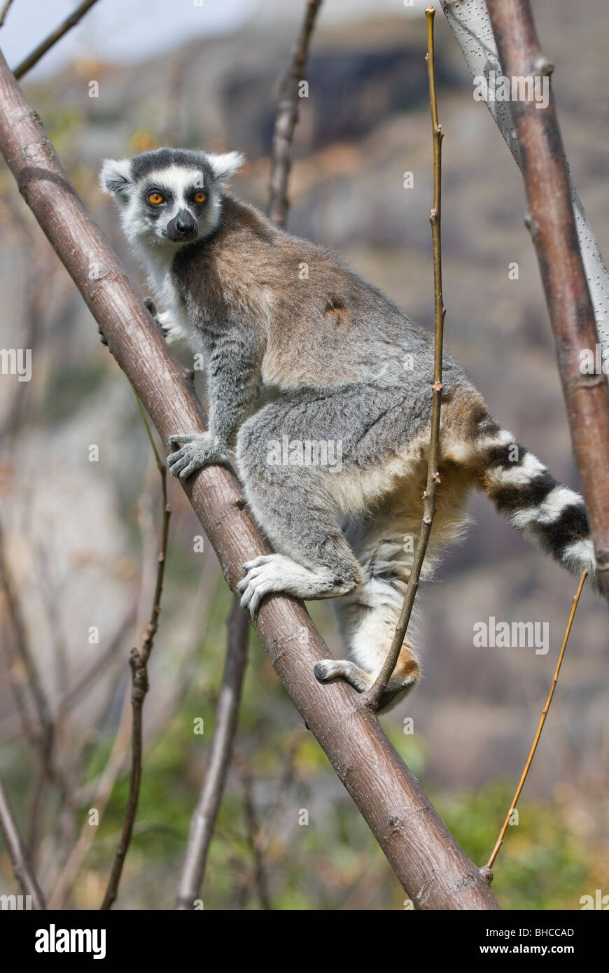 Ring-tailed lemur (lemur catta) climbing a tree in Madagascar Stock ...