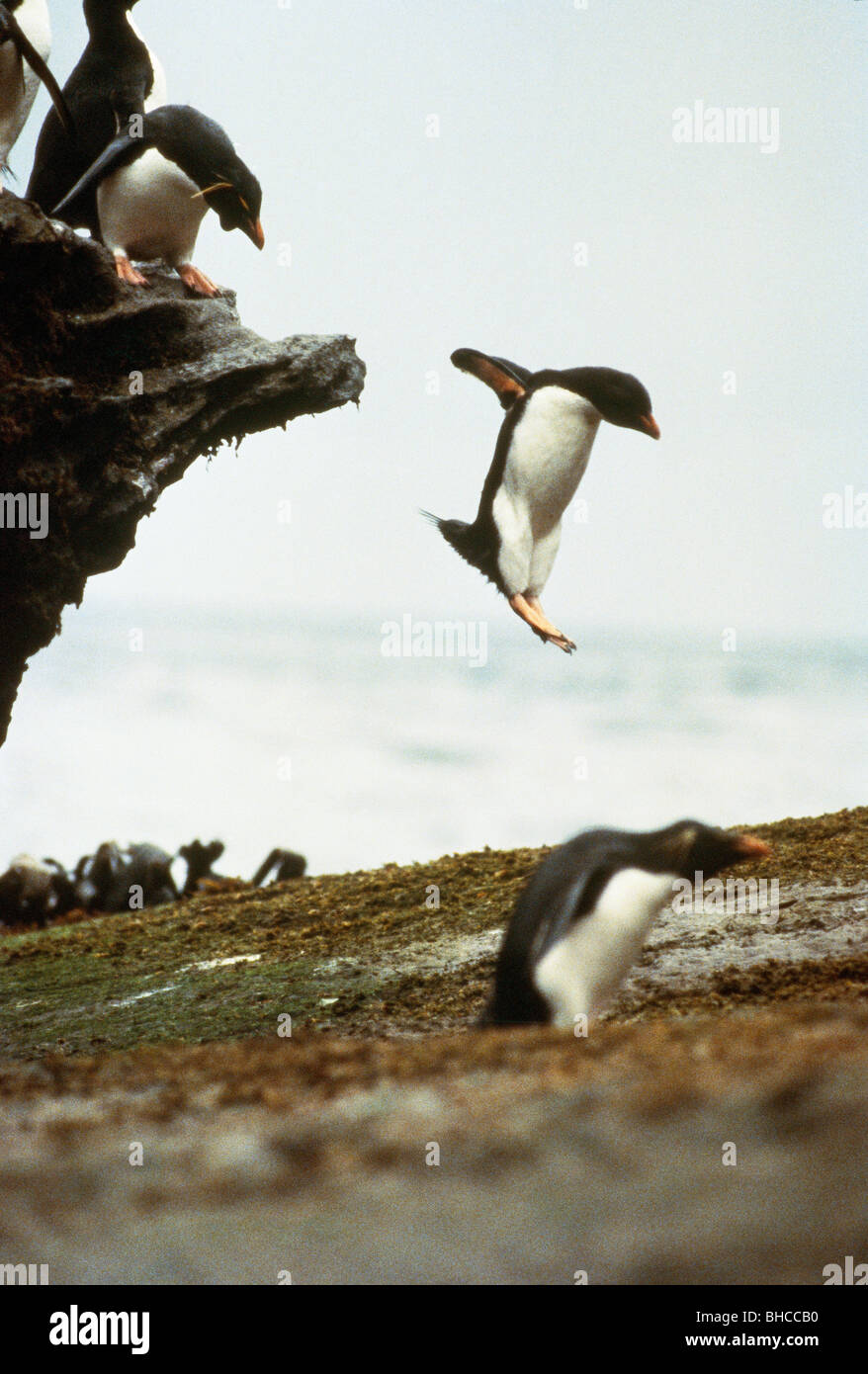 Rockhopper Penguins jumping down to feed at sea Stock Photo - Alamy