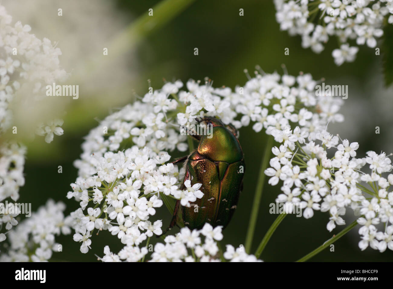 Cetonia aurata, the rose chafer or green rose chafer Stock Photo - Alamy Cetonia aurata, the rose chafer or green rose chafer Stock Photo - Alamy