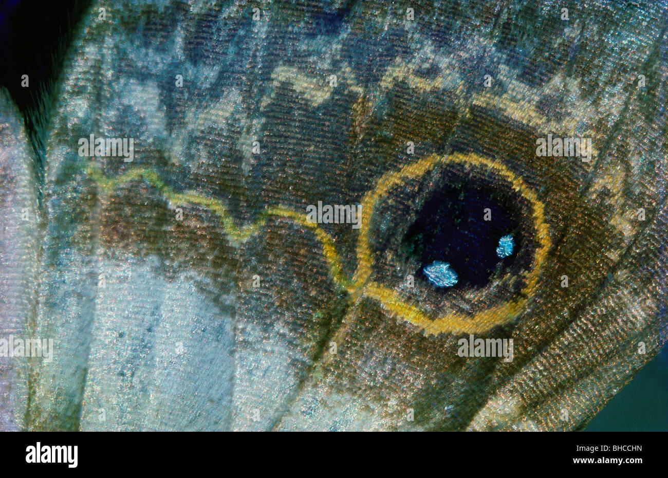 Moth automeris sp hi-res stock photography and images - Alamy