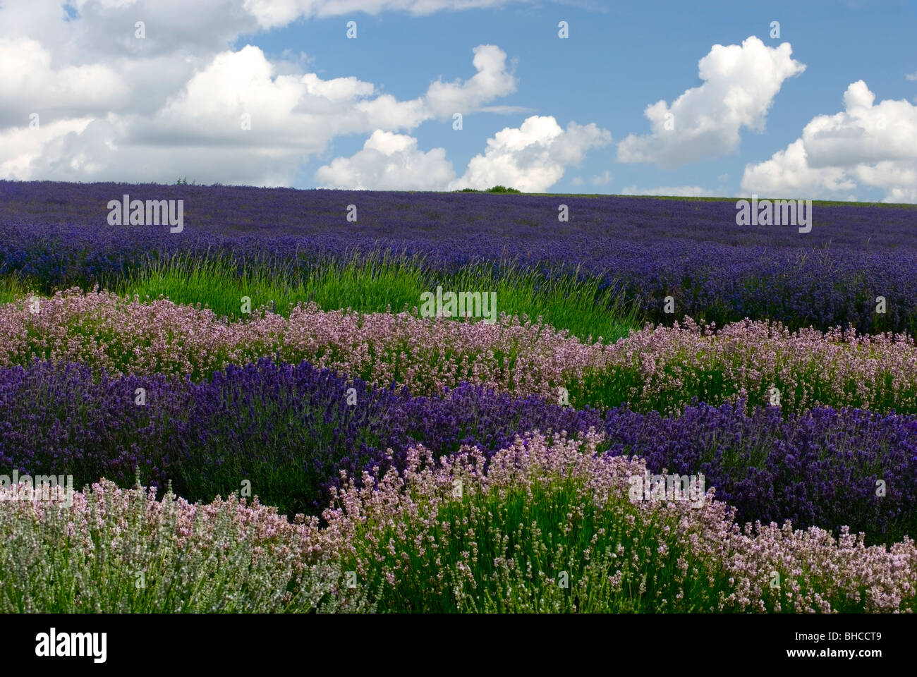 SNOWSHILL LAVENDER FARM Stock Photo - Alamy
