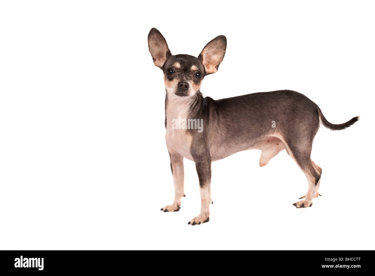 Close up portrait of a Chihuahua dog, over white Stock Photo - Alamy