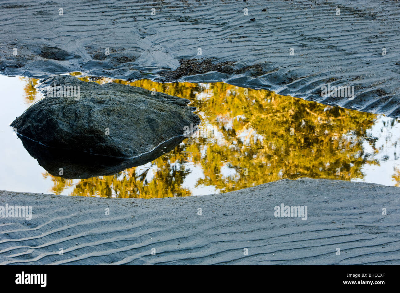 Repeating patterns in nature hi-res stock photography and images - Alamy