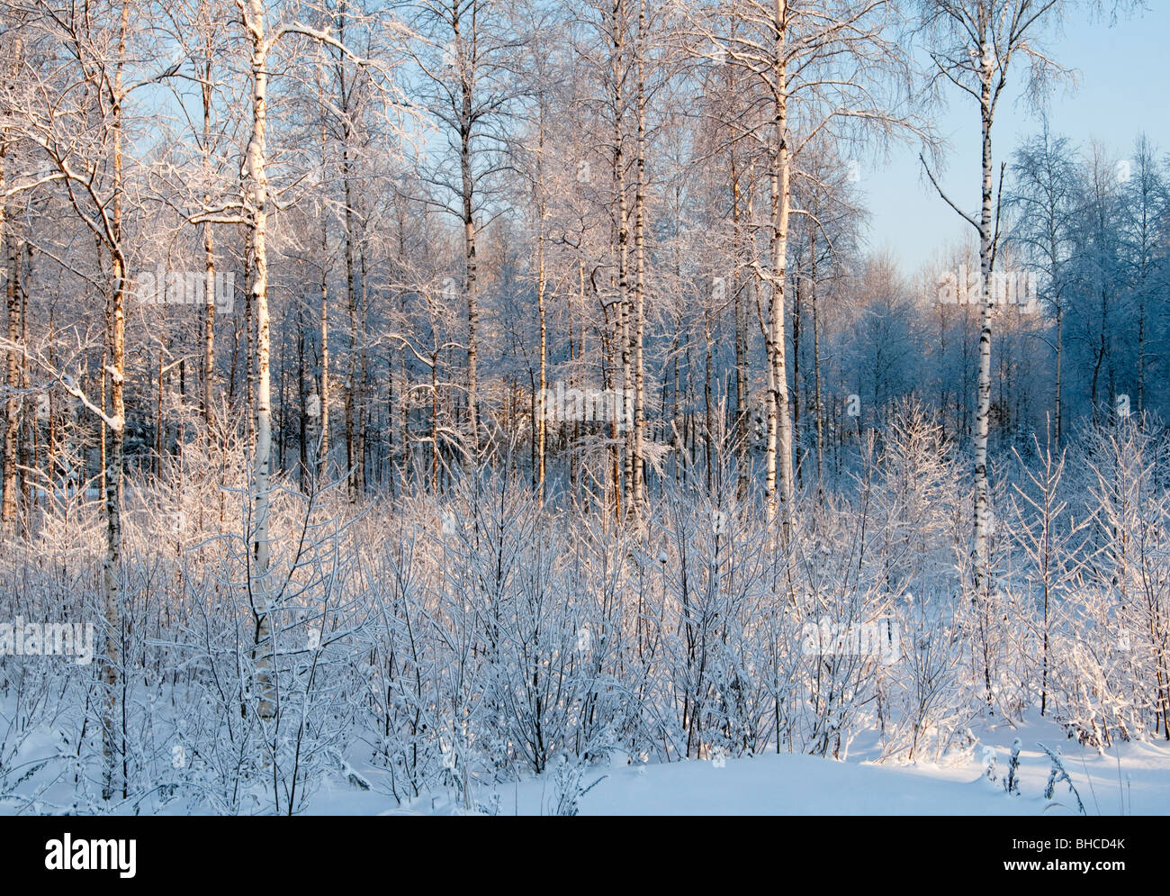 Birch Forest Russia High Resolution Stock Photography and Images - Alamy