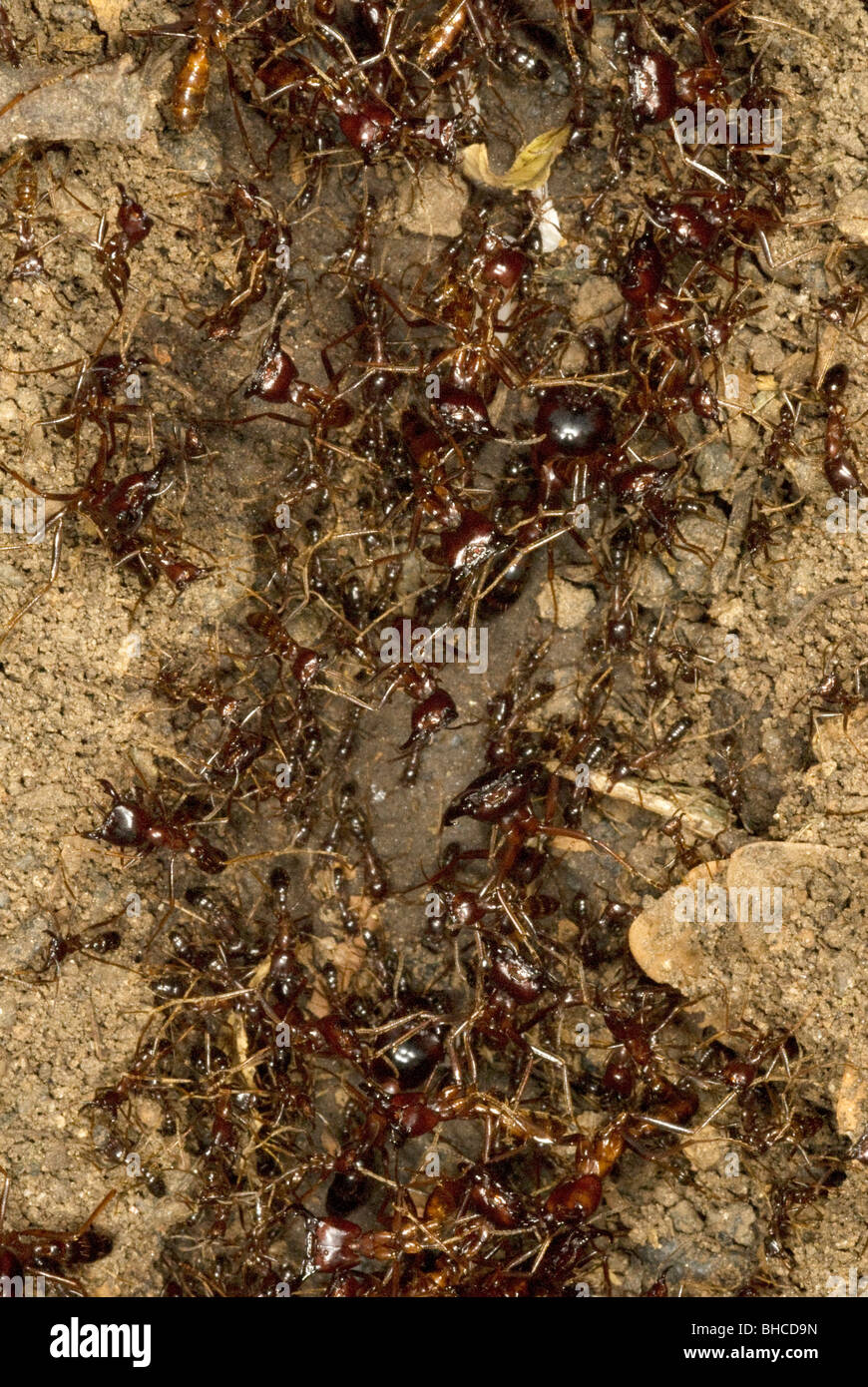 Driver Ants High Resolution Stock Photography and Images - Alamy