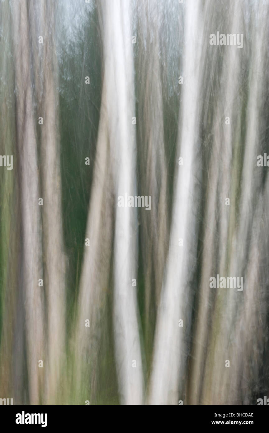 Spring birch trees camera movement hi-res stock photography and images ...