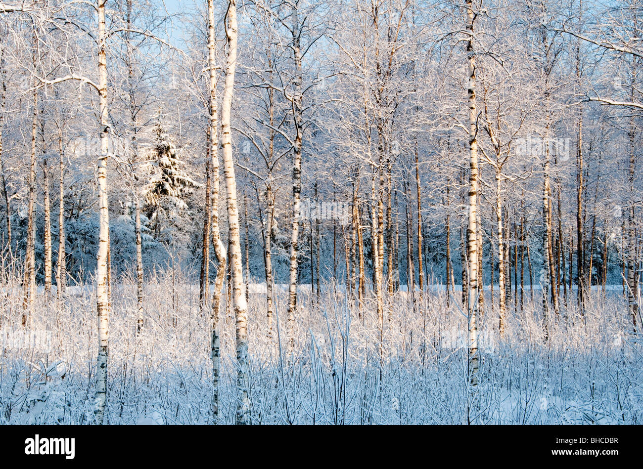 Russian Birch forest in winter, Leningrad region, Russia Stock Photo ...