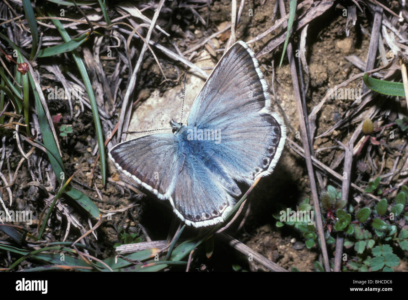 Chalk hill blue butterflies hi-res stock photography and images - Alamy