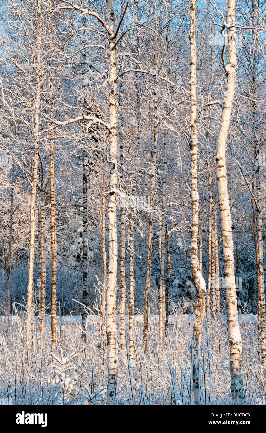 Russia Forest