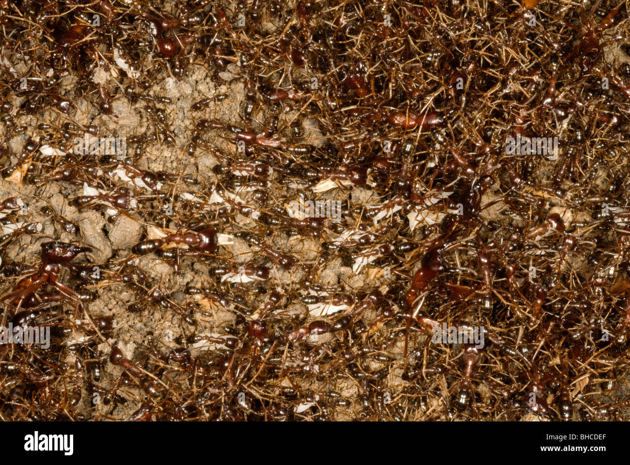 Driver ant hi-res stock photography and images - Alamy